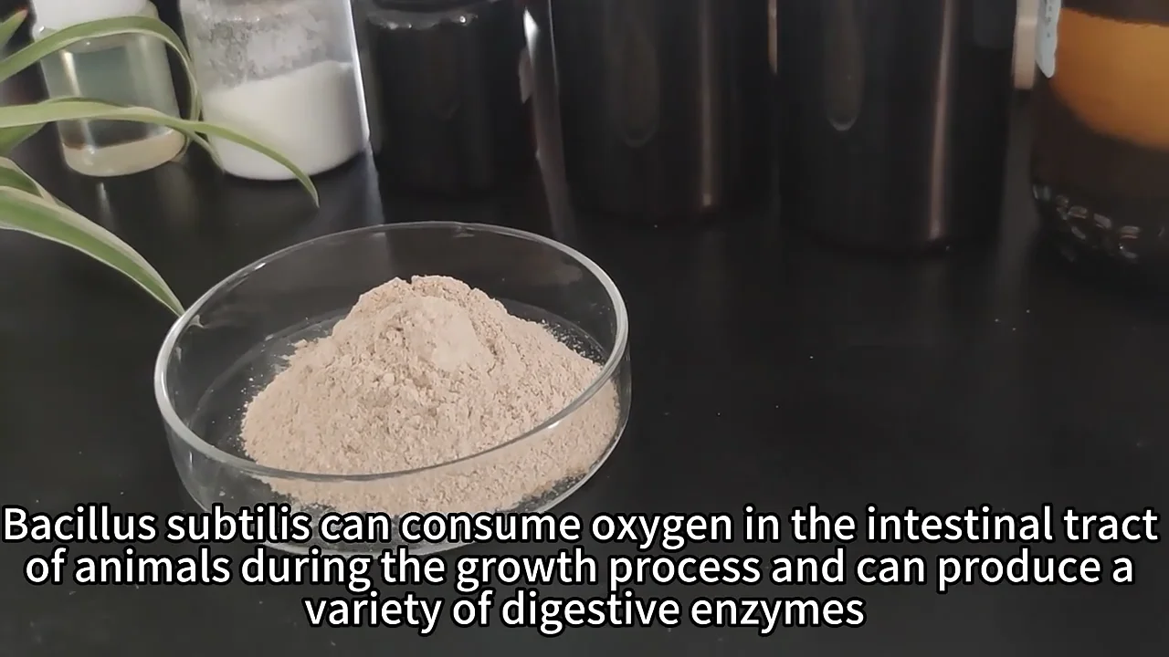 Suplementos Probiticos Bacillus Subtilis Natto Spore Starter - Buy ...