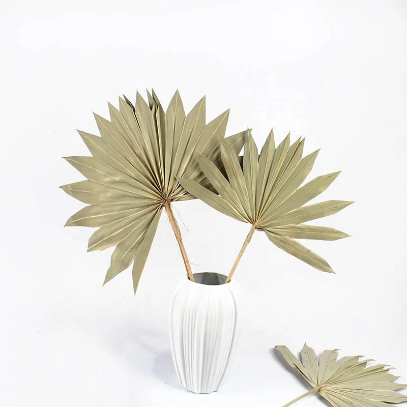 Dried Sun Palm