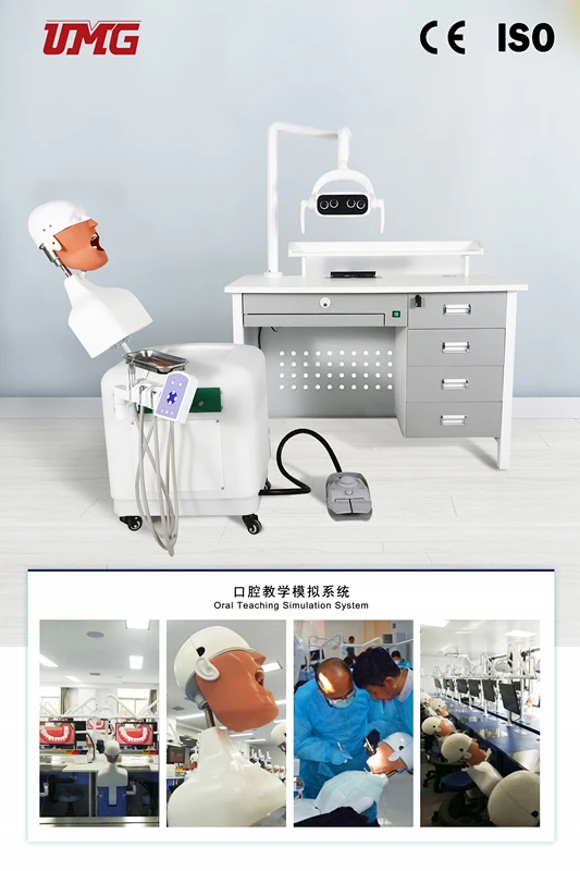 Dental Manikin Phantom Head For University Study - Buy Phantom Head For ...