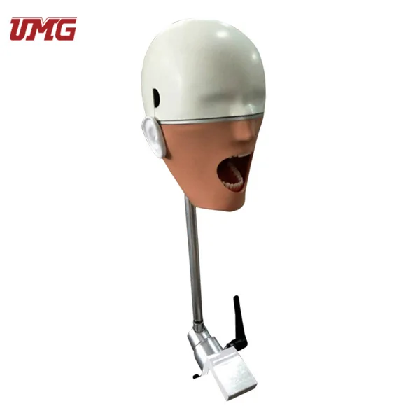 Dental Manikin Phantom Head For University Study - Buy Phantom Head For ...