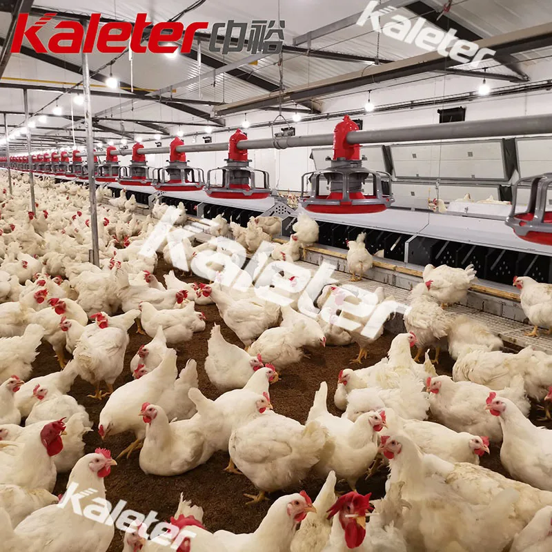 Alibaba.com: Automatic feeder system for broiler parent stock poultry ...
