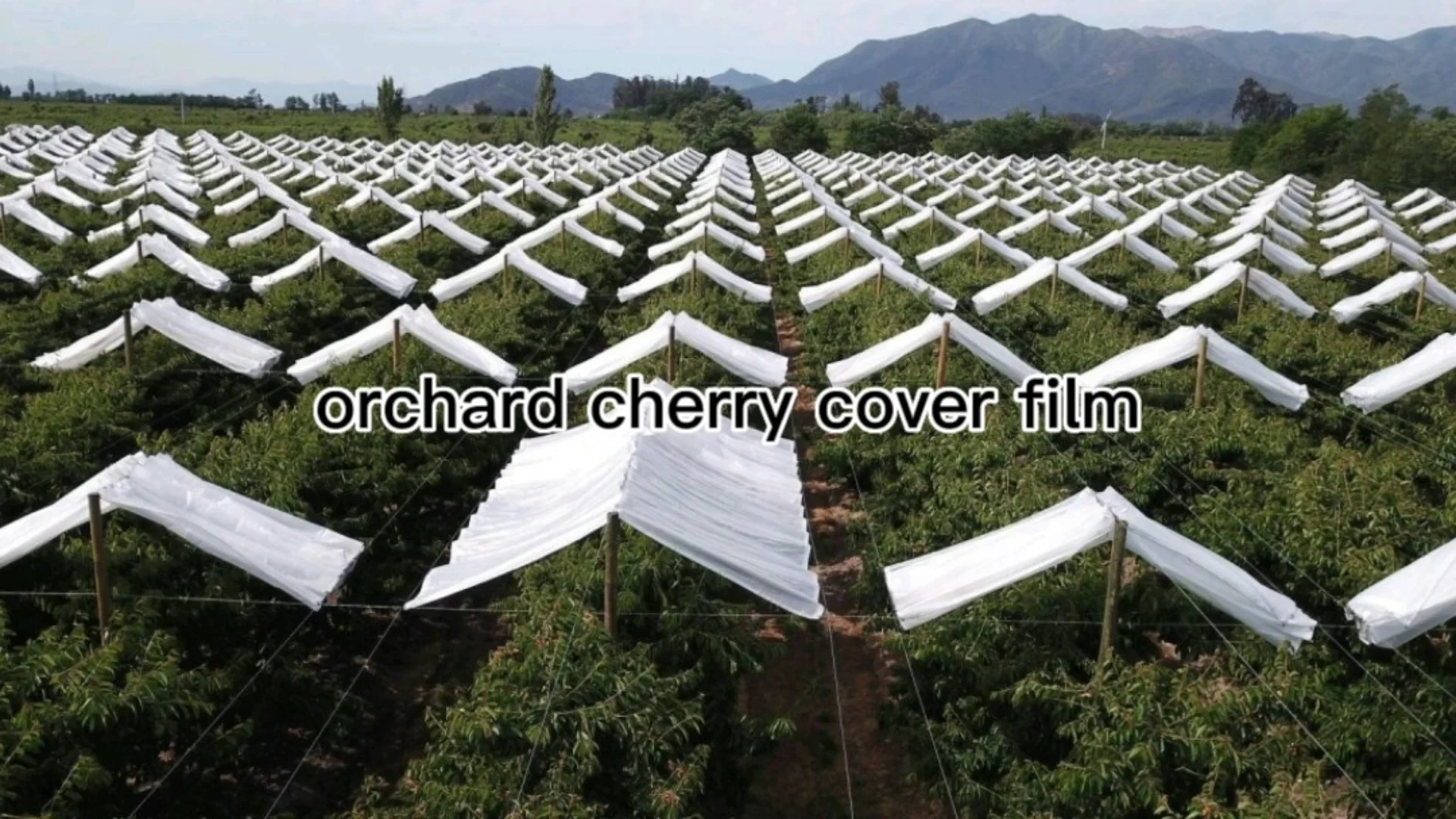 Uv Resist 150g Clear White Cherry Rain Cover Orchard Protection Sheets ...