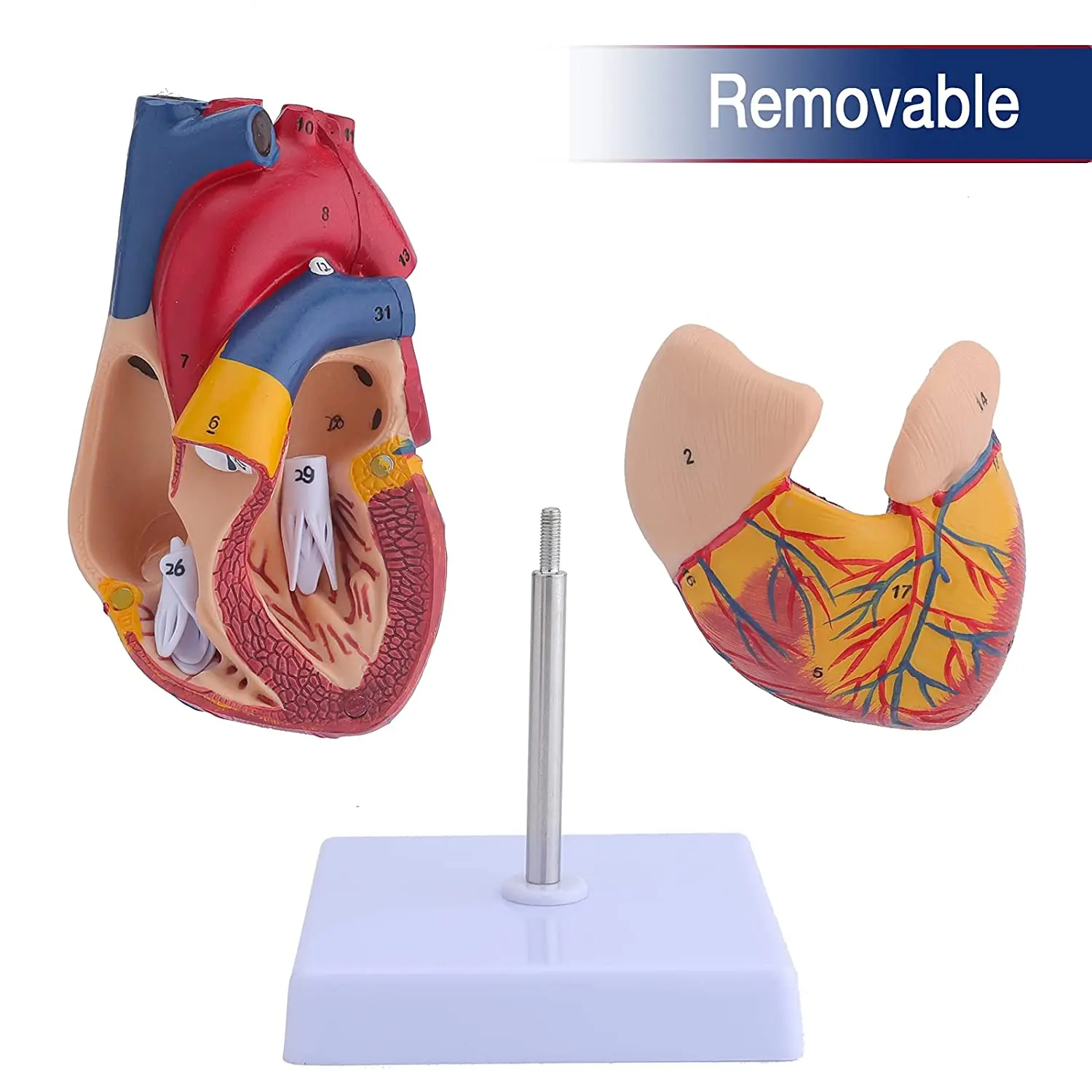 High Quality Natural Human Body Model - Large Heart Anatomy