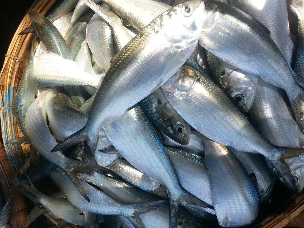 Frozen Hilsa Fish Whole - IQF Dotted Gizzard Shad Fish