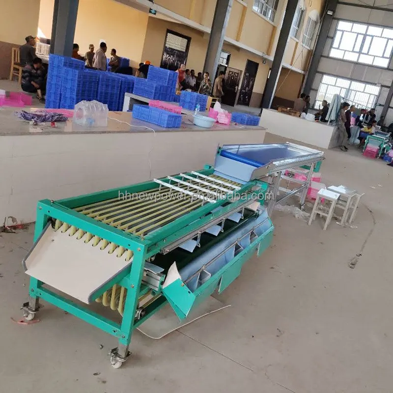 Commercial Jujube Dates Grader Cherry Tomatoes Sorter Garlic Onion ...