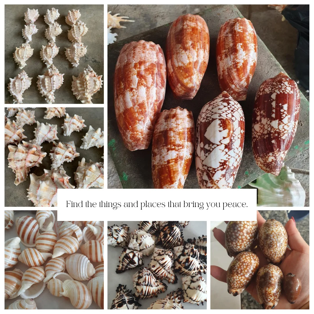 VIETNAM ORIGIN DRIED SCALLOP SHELL/ SEA SHELL for CRAFT