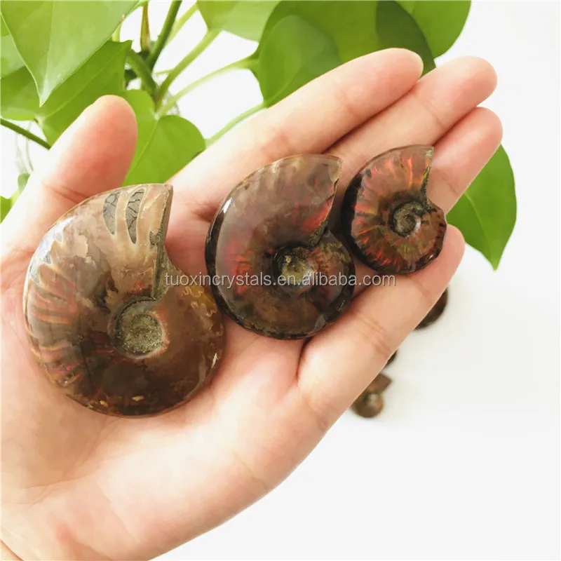 Natural Snail Shells Conch Specimen Fossil Ammolite Gem Spiral Shell ...