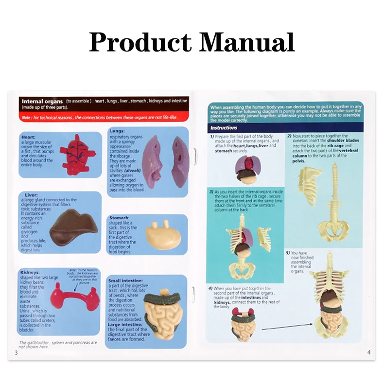 Early Educational Human Body Parts Science Kit for Kids