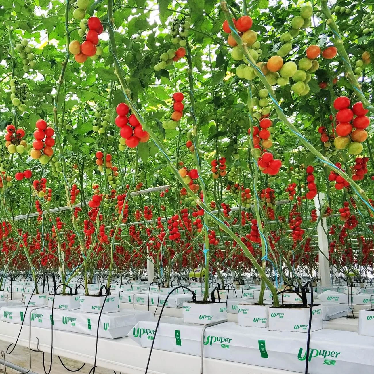 Upuper Wrapped Cultivation Unislab Hydroponics Tomato Green House Rock ...