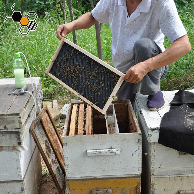 Beekeeping Wooden Langstroth Medium Brood Frames Assembled Black Bee Hive Frames with Plastic ...