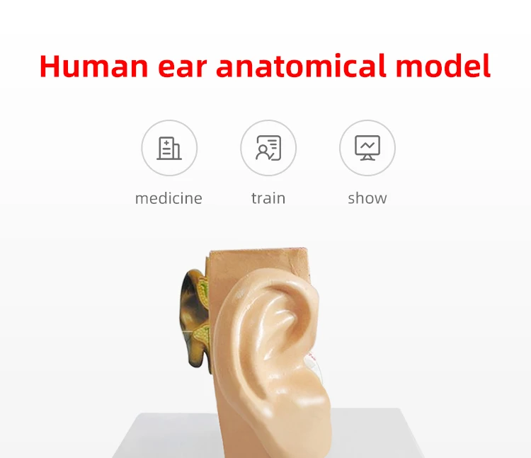 Biological Teaching Human Ear Model Anatomical Display Ear Model ...