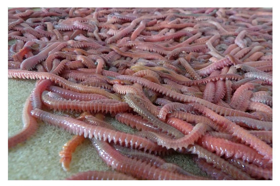 Fresh Live Blood Worm Fishing Bait Green Worm Living Lugworm Nereis ...