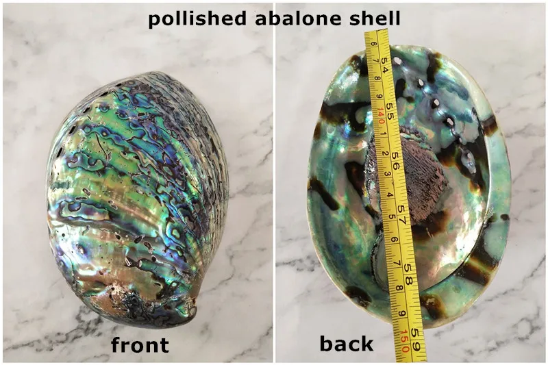 Shop Our Hot Selling 12-15 Cm Polished Abalone Shells