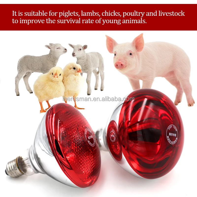 High Quality Waterproof Infrared Heat Lamp for Chicks Chicken Brooders ...