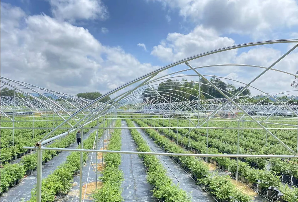 Cherry/grape/blueberry Planting Shed Plastic Greenhouse Planting High ...