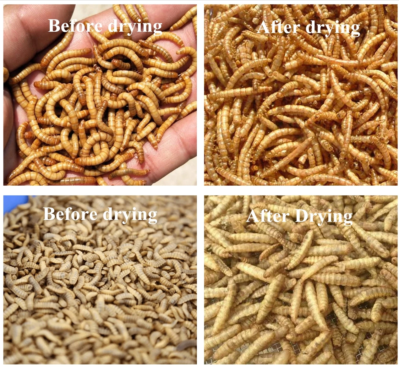 Black Soldier Fly Larva Insects Conveyor Belt Microwave Dryer Mealworm ...