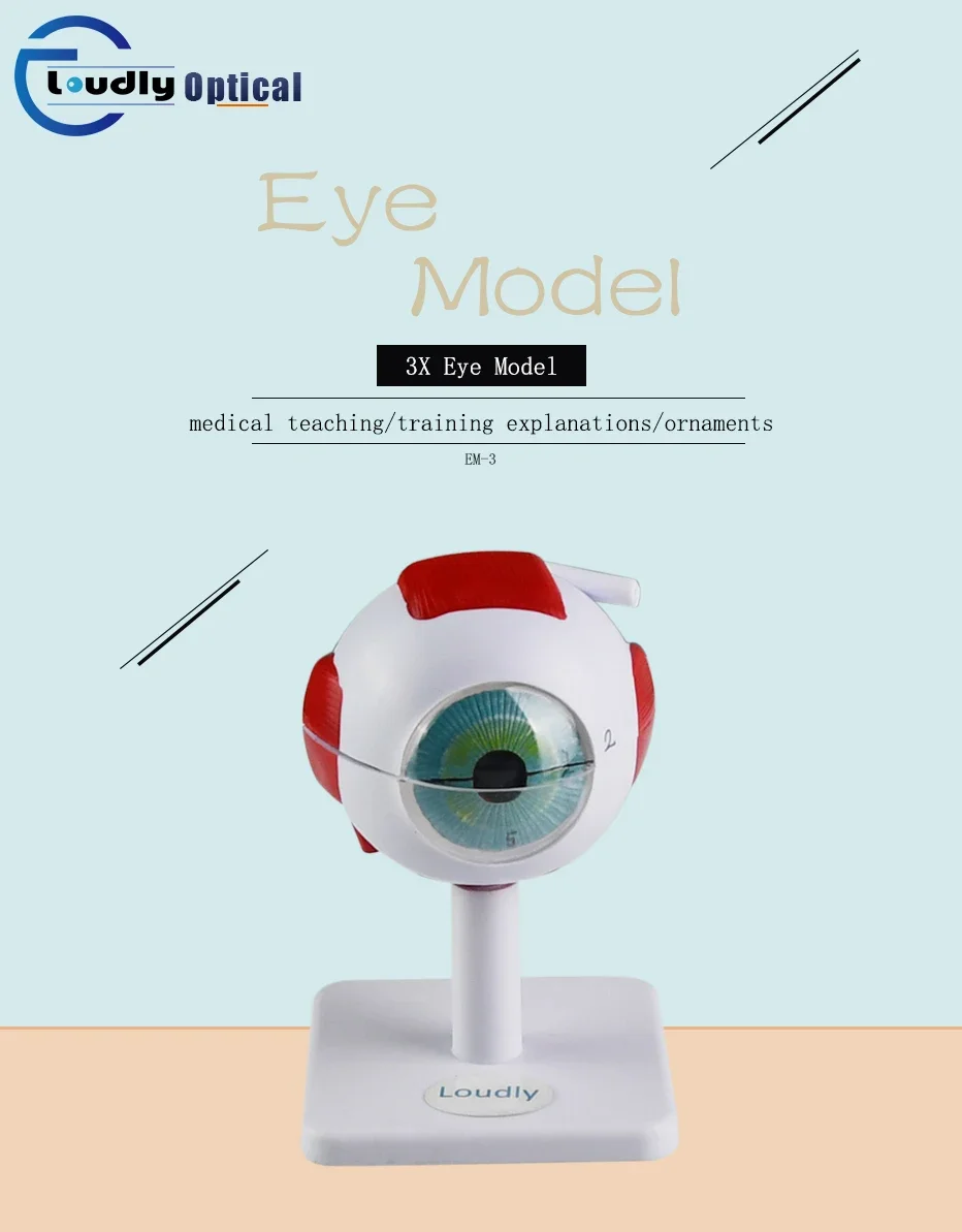 EM-3 Three-times Magnify Anatomical Human Eye Ball Model Medical ...
