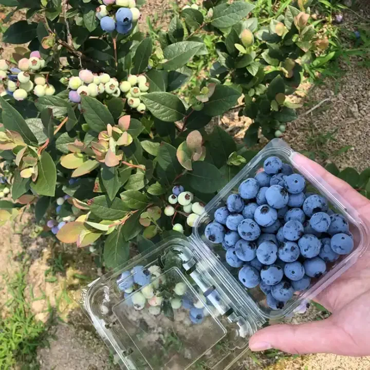 Custom Perforated Plastic Blueberry Clamshell Container PET Fresh Fruit ...