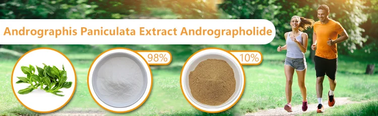 Wholesale Pure Andrographis Paniculata Extract 10% Andrographolide ...