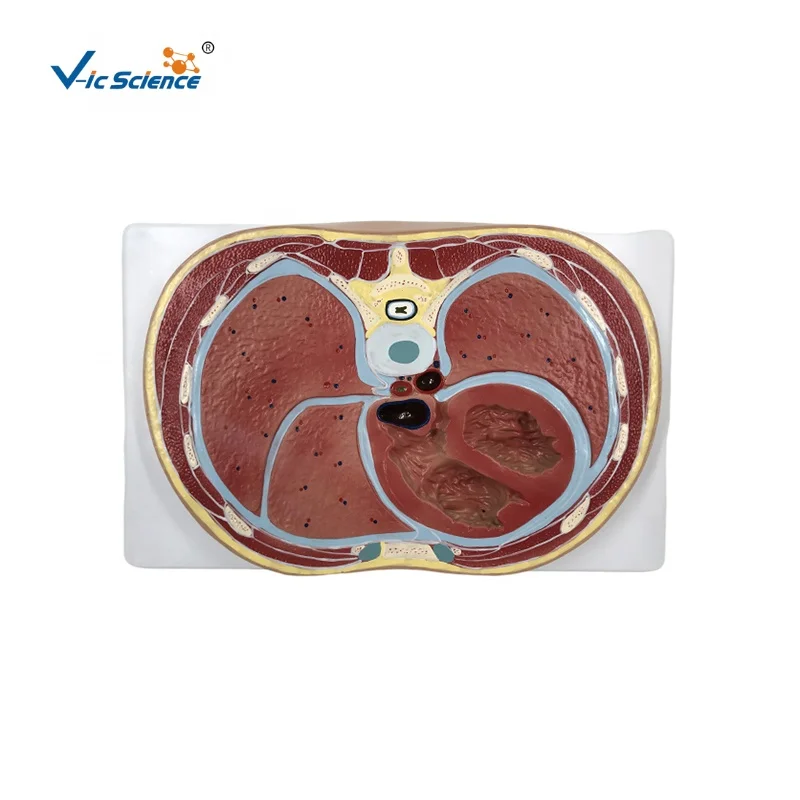 Cross Section through Thorax (T8) injection teaching models human ...