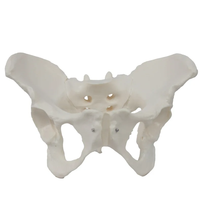 Medical Teaching Female Skeleton Model Female Pelvis Skeleton Model ...