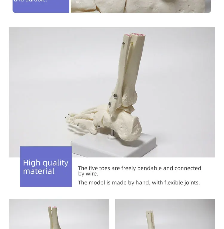 Human Foot Skeletal Model FRT027-01 Foot Bone Model With Fibula and ...