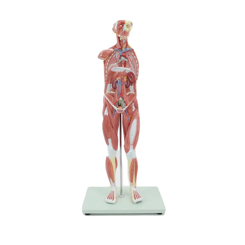Removable 78cm Medical Human Muscle Structure Tissue And Internal ...