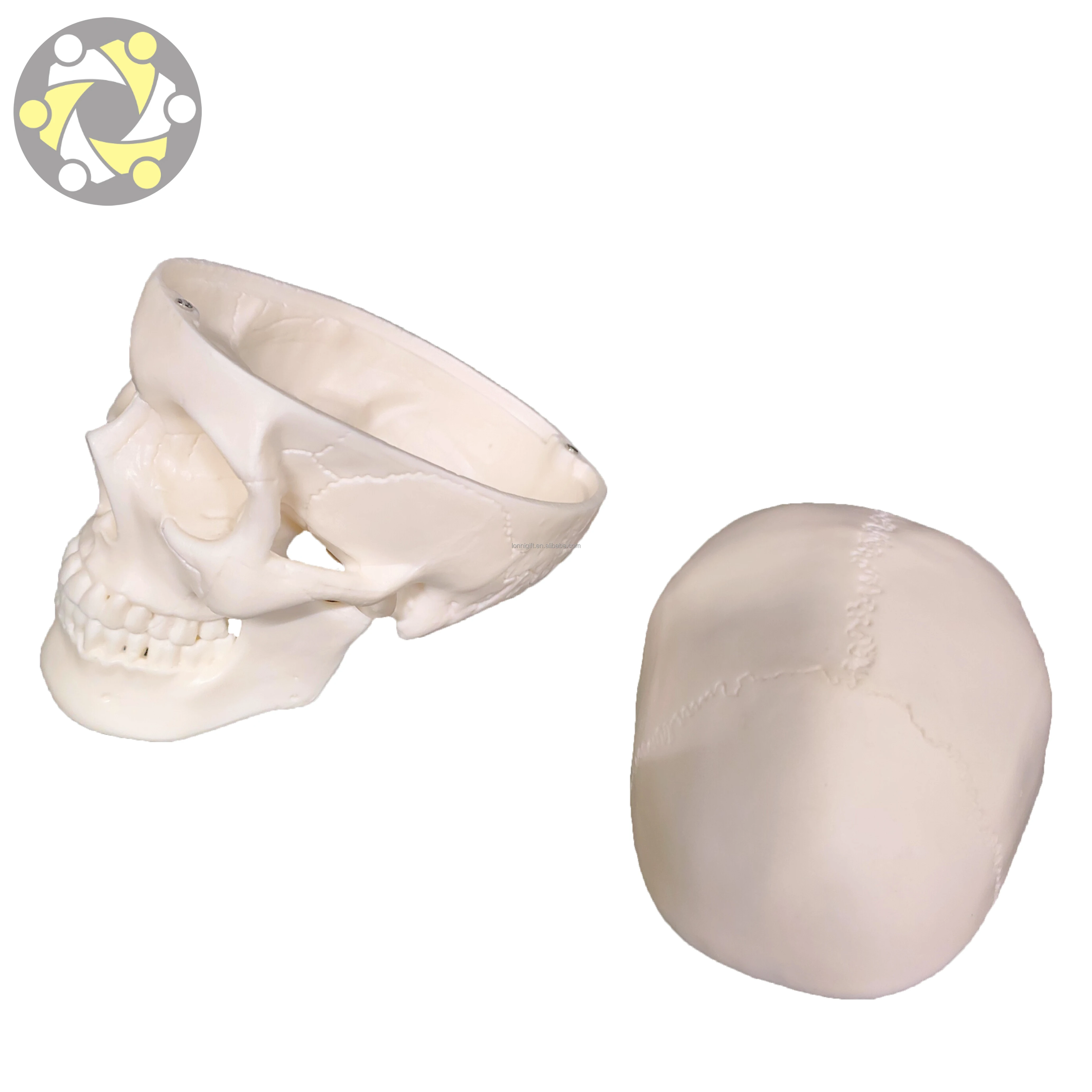 Medical Science Human Mini Skull Skeleton Model with Magnet Function ...