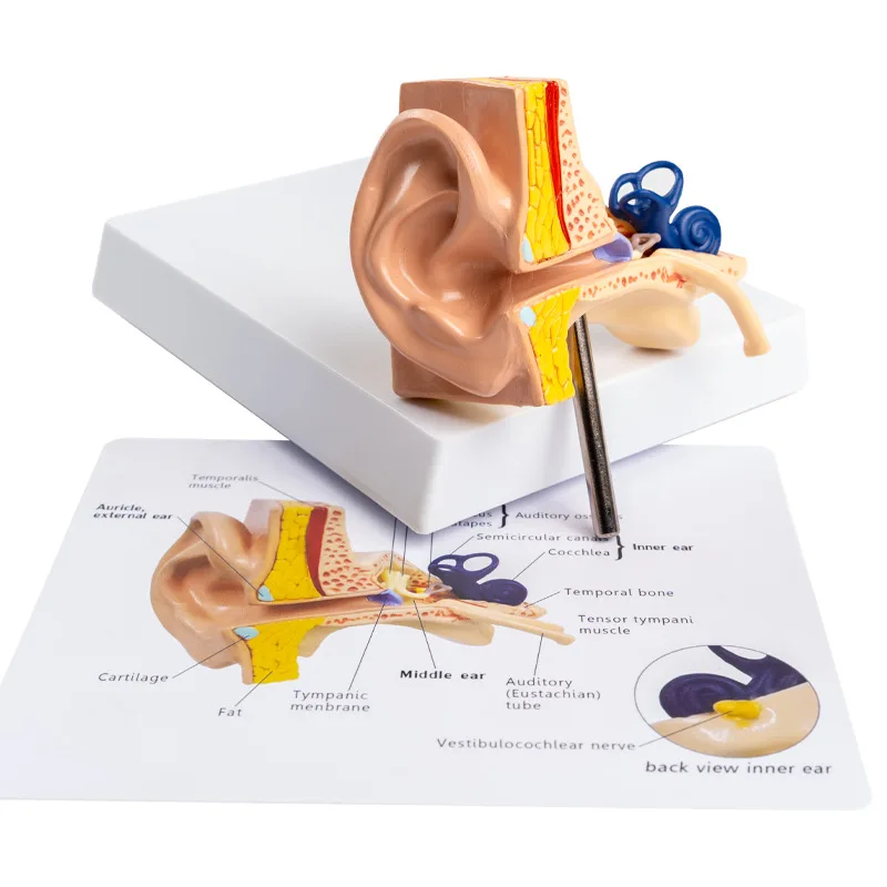 Life Size Ear Structure Model Inner Ear Anatomy Outer Middle Ear ...
