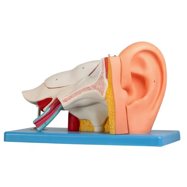 Medical Science Anatomical model GD/A17201 Anatomical Ear Medical Model ...