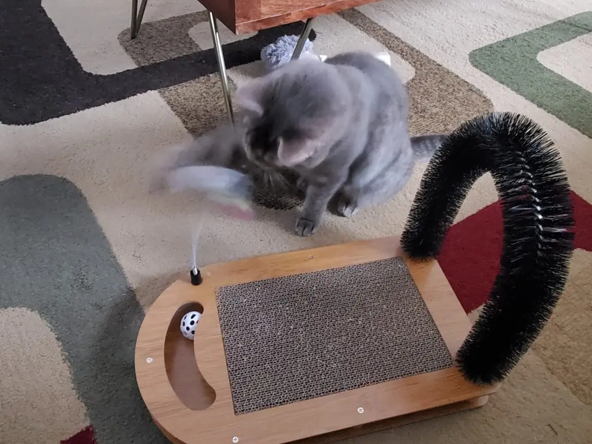 Cat Scratch Board Arch Kitty Cat Ball Toy Cardboard Indoor Eco-friendly ...