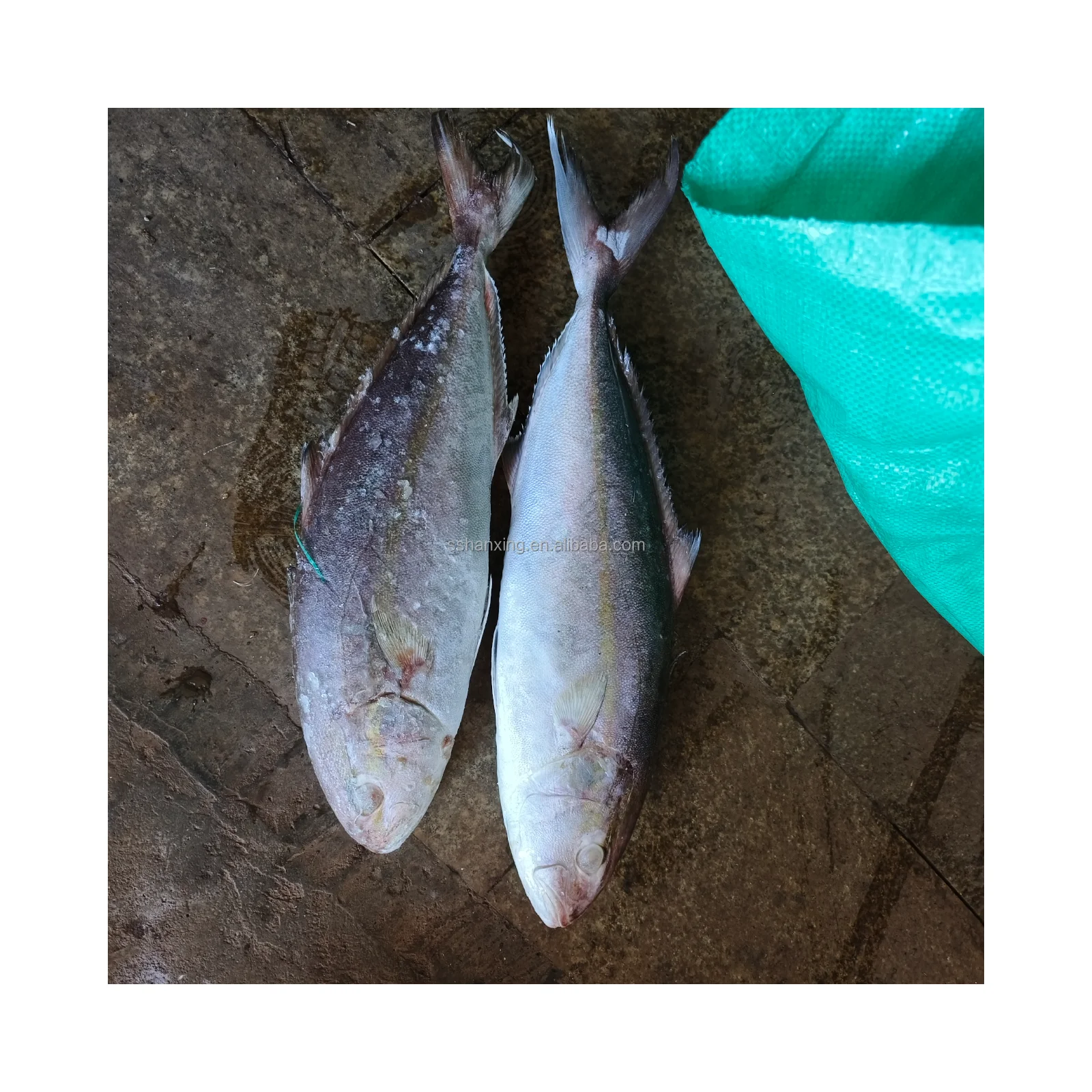 Yellow Tail Fish Whole Frozend From China - Buy Frozen Yellow Tail Fish ...
