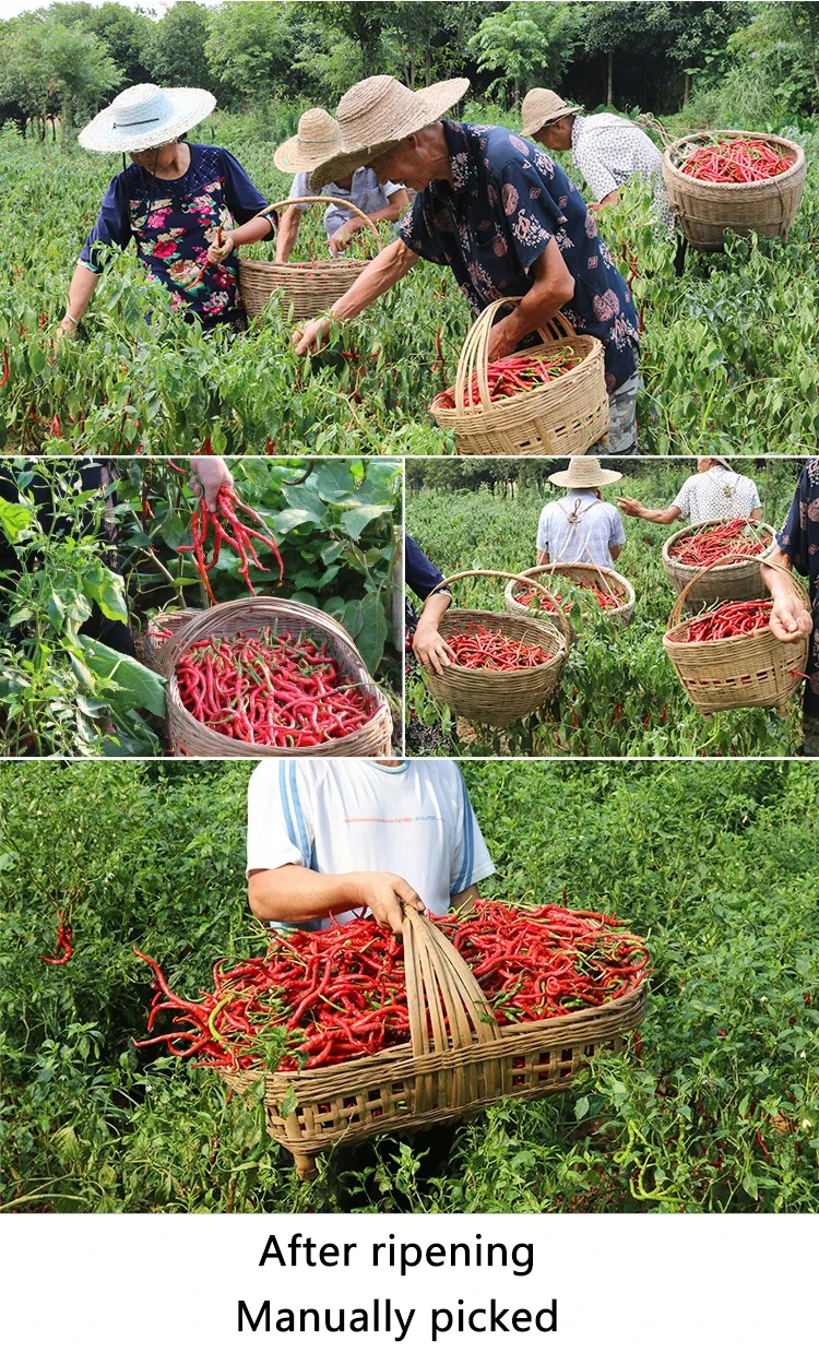 Wholesale Bulk Premium Quality Red Chilli TEJA S17 Stem Fresh Dried ...