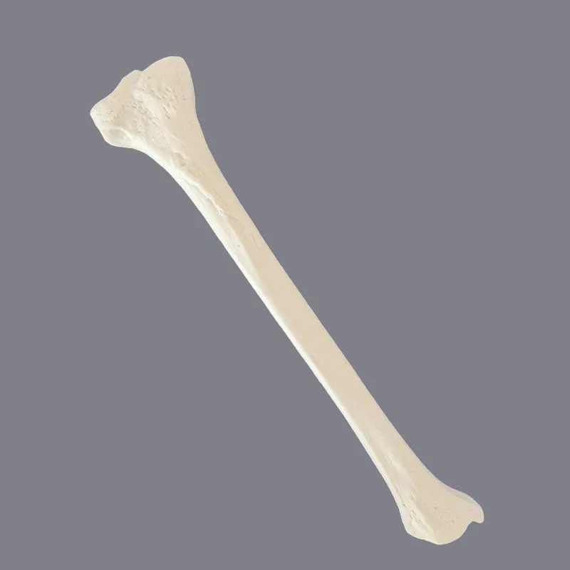Kyrenmed Sawbones Model Solid Foam Tibia Bone Model Simulated Human ...
