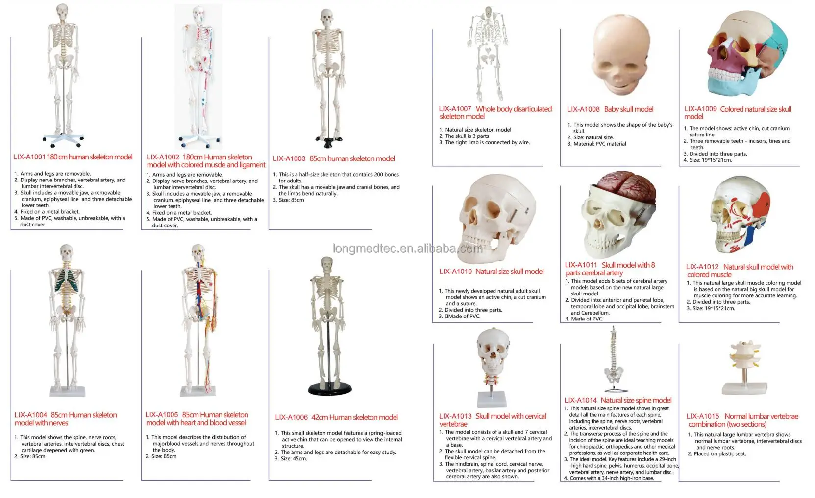 85cm School Education Model Unisex Human Torso 40 Parts,Female Face ...