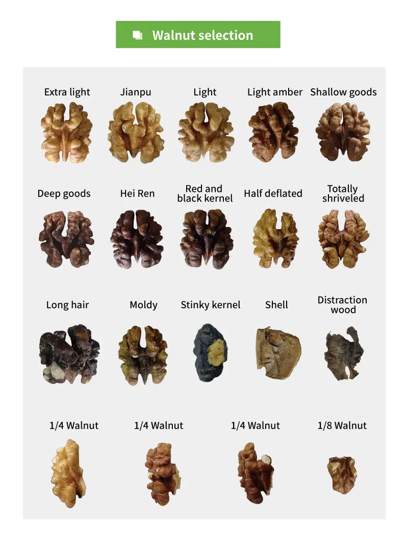 Wholesale Natural Organic First Grade White Walnuts In Shell Bulk Raw ...