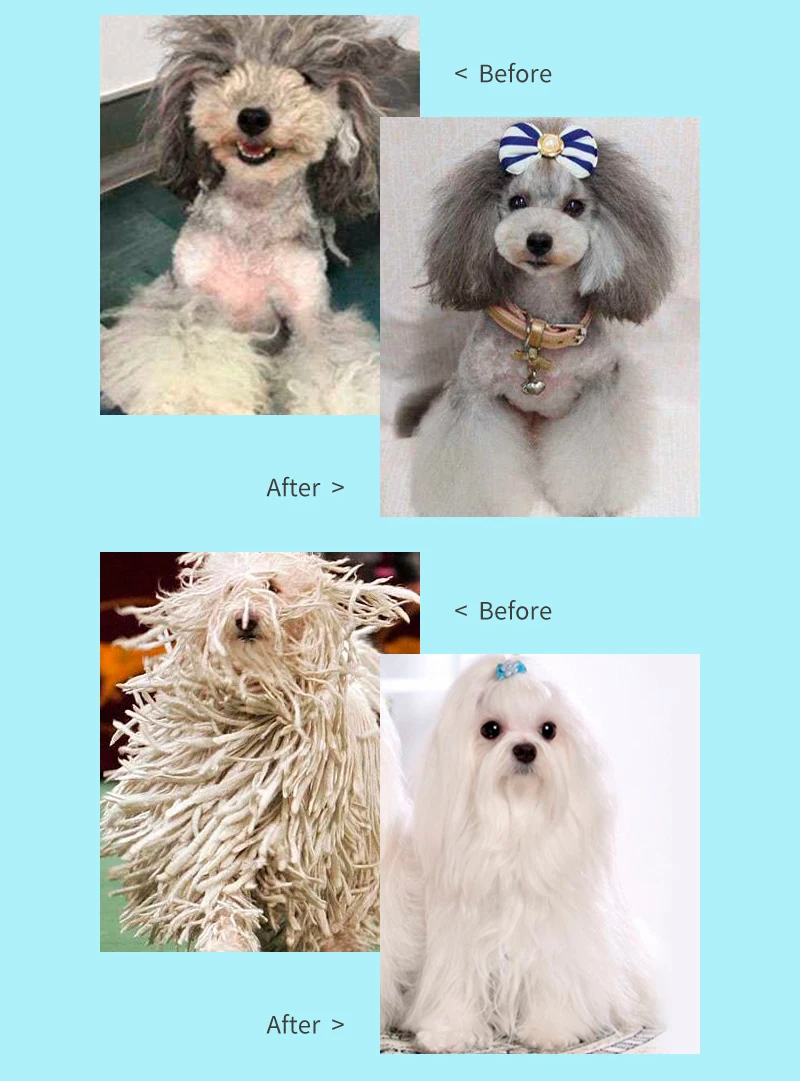 Private Label Dogs And Cats Pet Delousing Organic Fairness Pet Shampoo ...