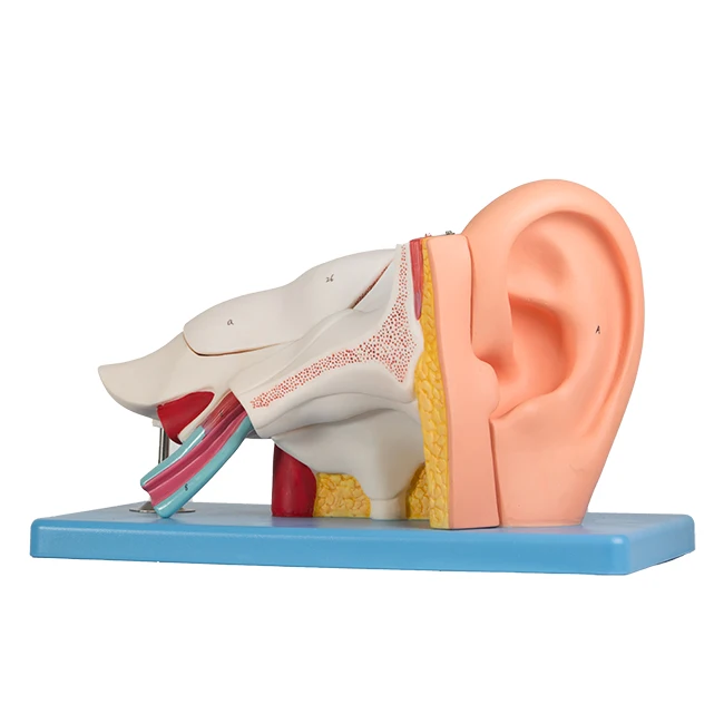 Medical Anatomical Model 3d Ear Anatomy Model Life Size Human Ear ...
