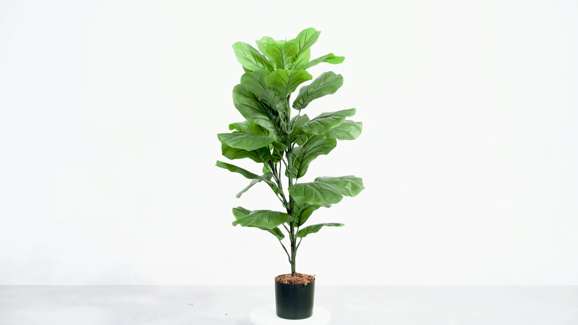 Cheap Indoor Ornamental Ficus Lyrata Pandurata Tree Artificial Fiddle ...