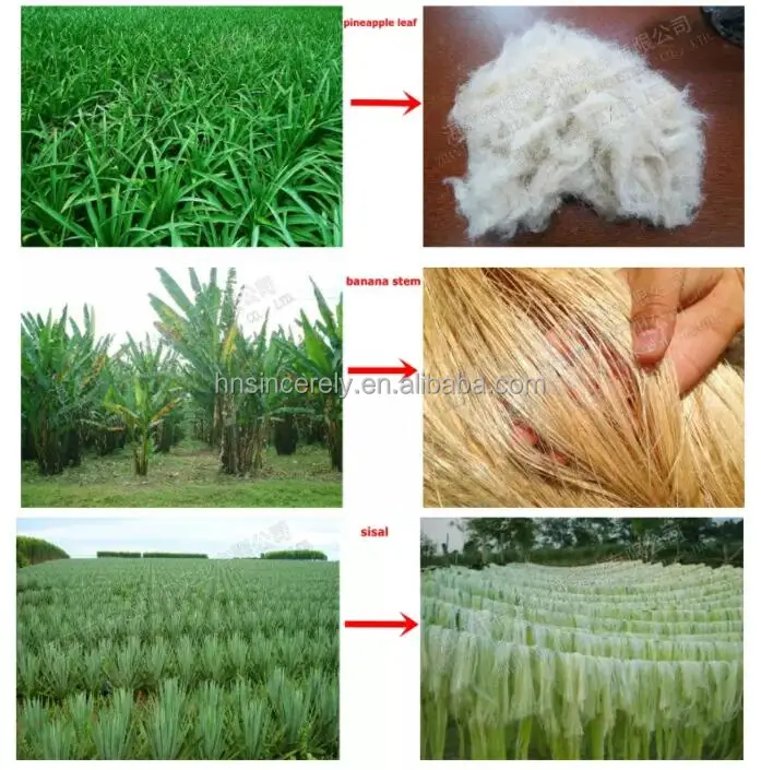 Fresh Sisal Jute Abaca Peeling Stripping Machine Plant Fiber Hemp ...