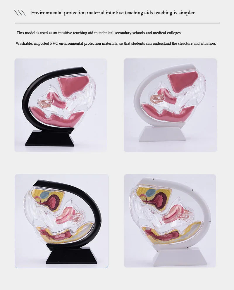 Transparent Uterus Model - Detailed Pelvic Reproductive System