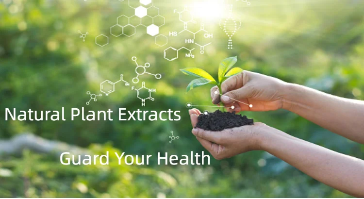 Rutaecarpine Evodia rutaecarpa extract powder CAS 84-26-4 98% ...