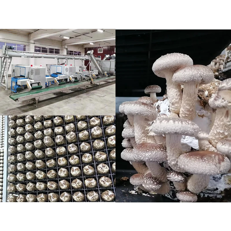 Button Mushroom Farm Design and Equipment by SATRISE