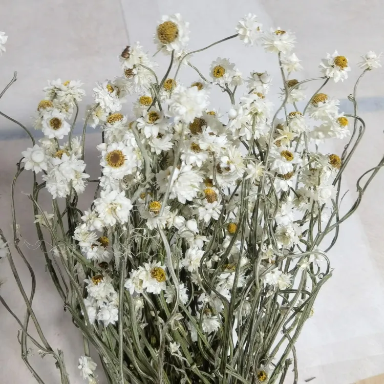 White Daisy Winged Everlasting Plants - Dried Ammobium Alatum