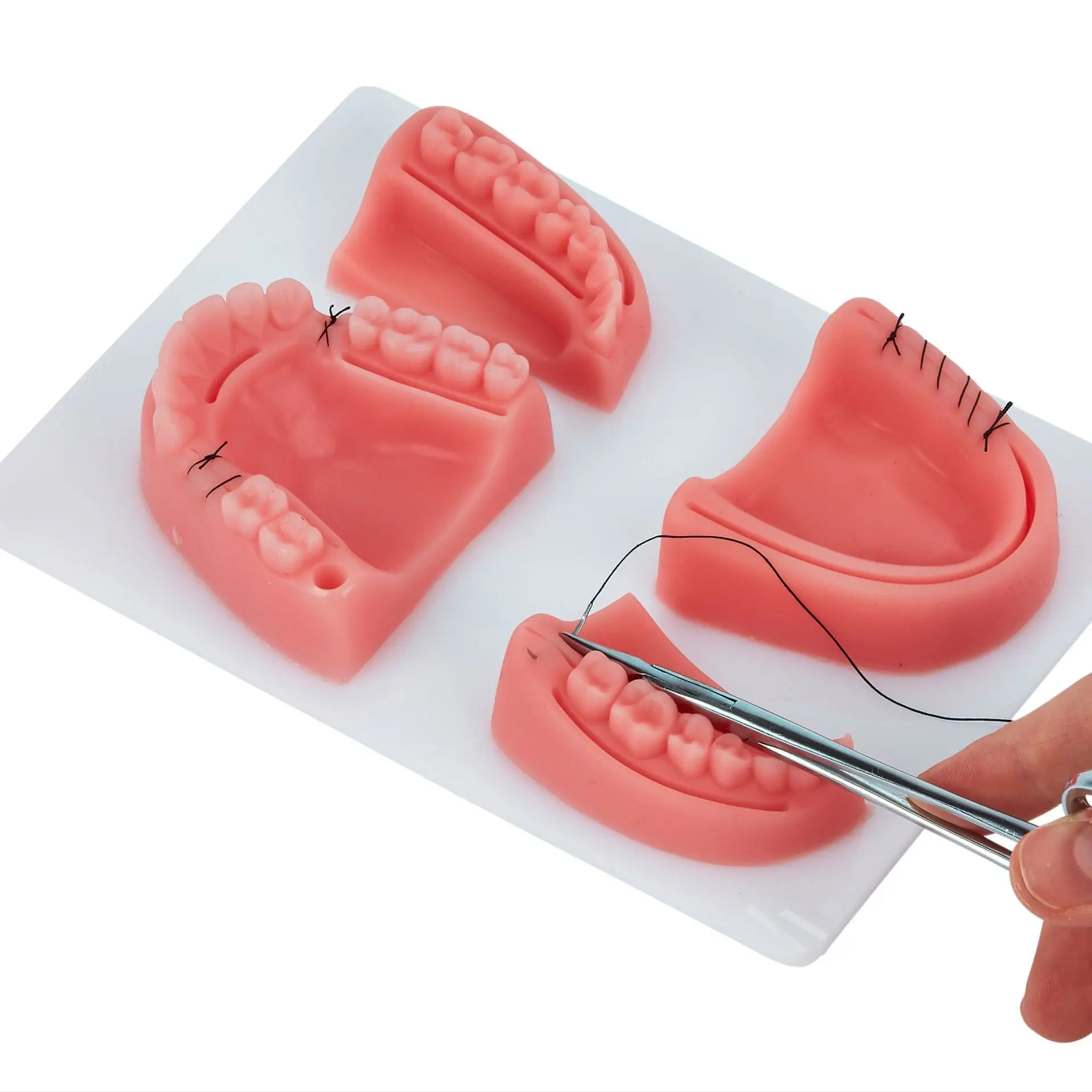 Dental Suture Model - Advanced Training for Medical Students