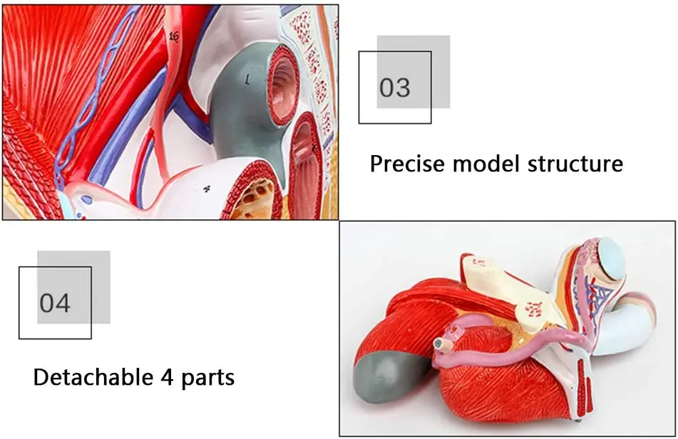 Male Anatomy Model - Pelvis & Genital System for Education
