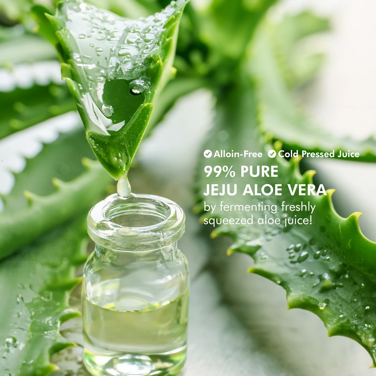 TWG RTS Natural Aloe Vera Face Gel - Moisturizing and Soothing After ...