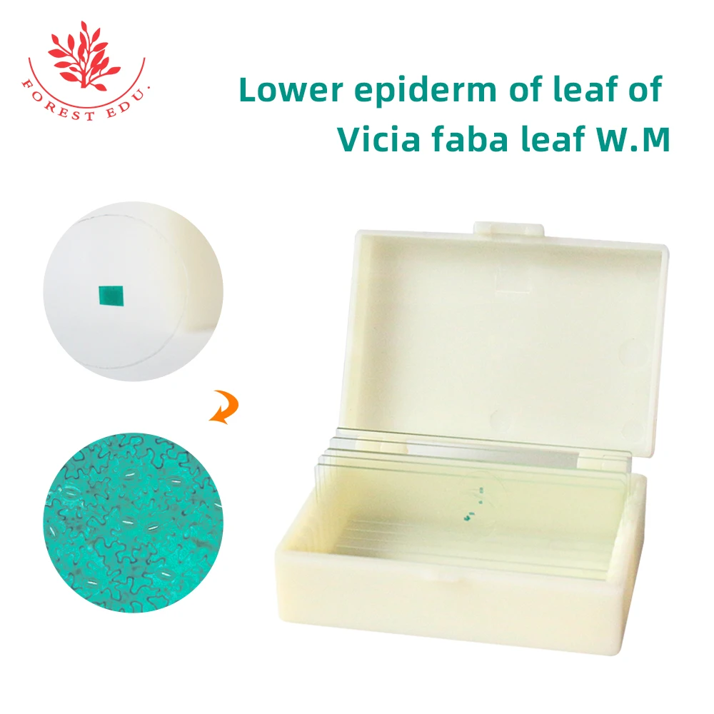 Broad Bean Leaf Lower Epidermis Microscope Slides - Forest