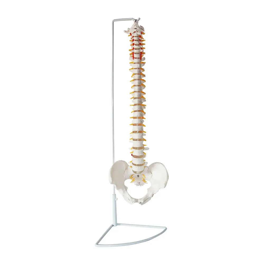 85cm Spine Model Medical Anatomical Model Spine Large Lumbar Spine ...