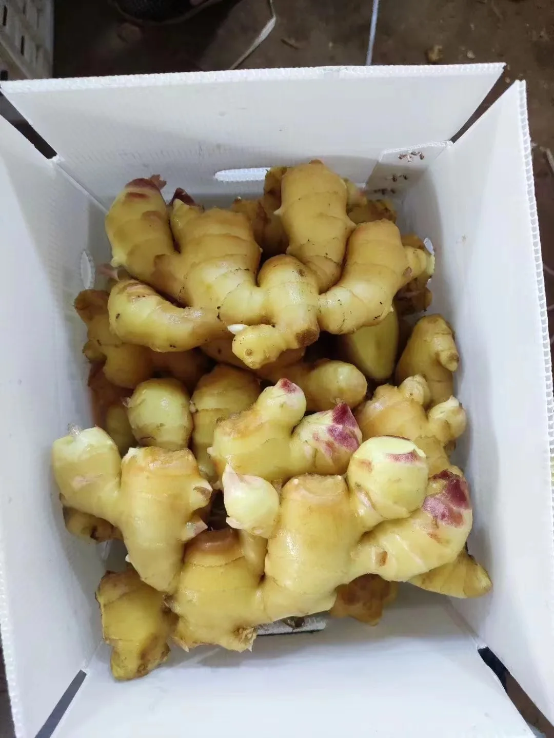 Ginger Fresh Vegetable High Quality Wholesale Ginger Fresh White Yellow ...